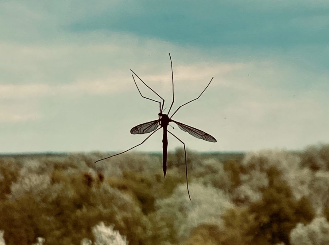 Last van muggen? Dit is wat je kunt doen | GIRLS WHO MAGAZINE